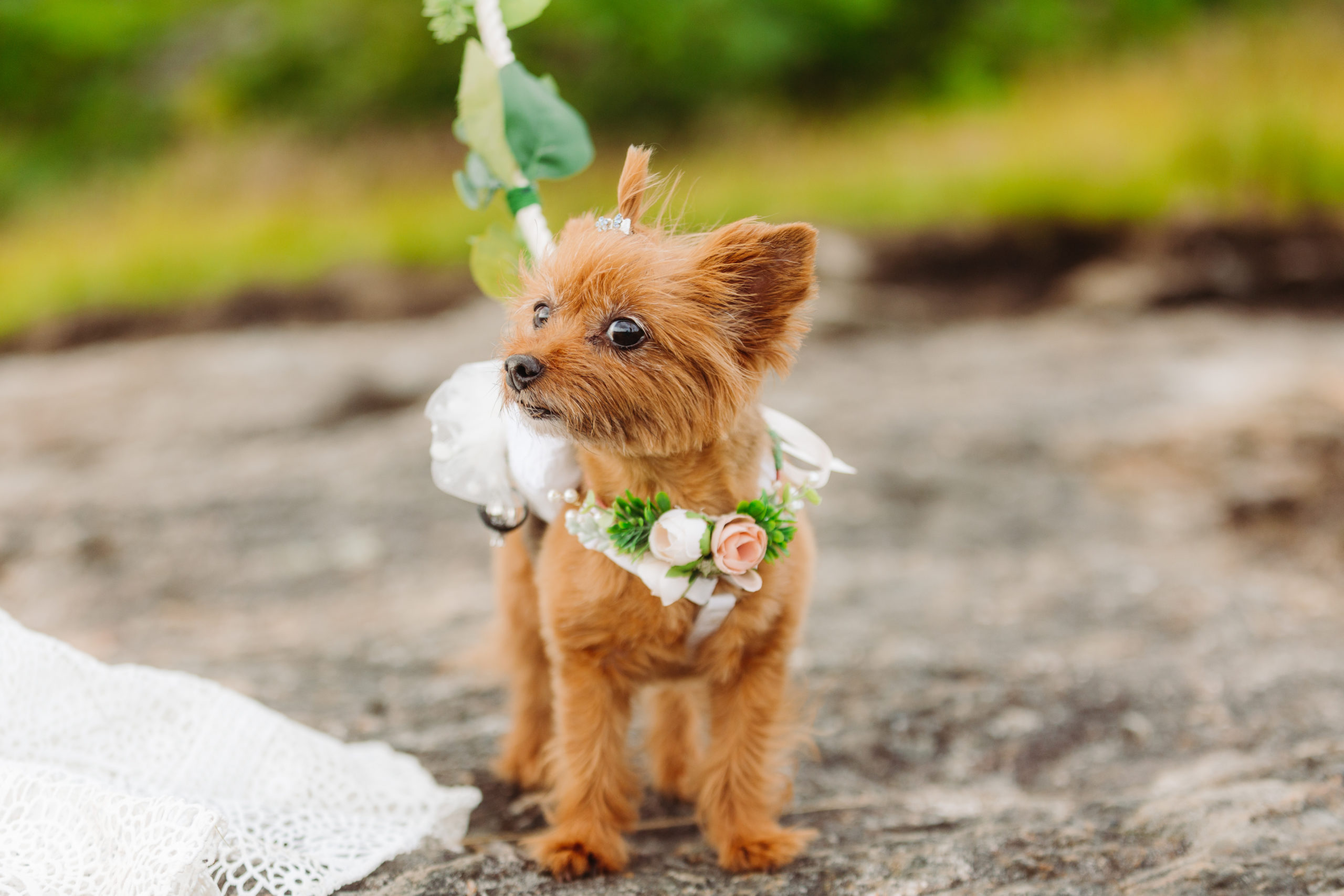 dog ring bearer ~ Elope Outdoors