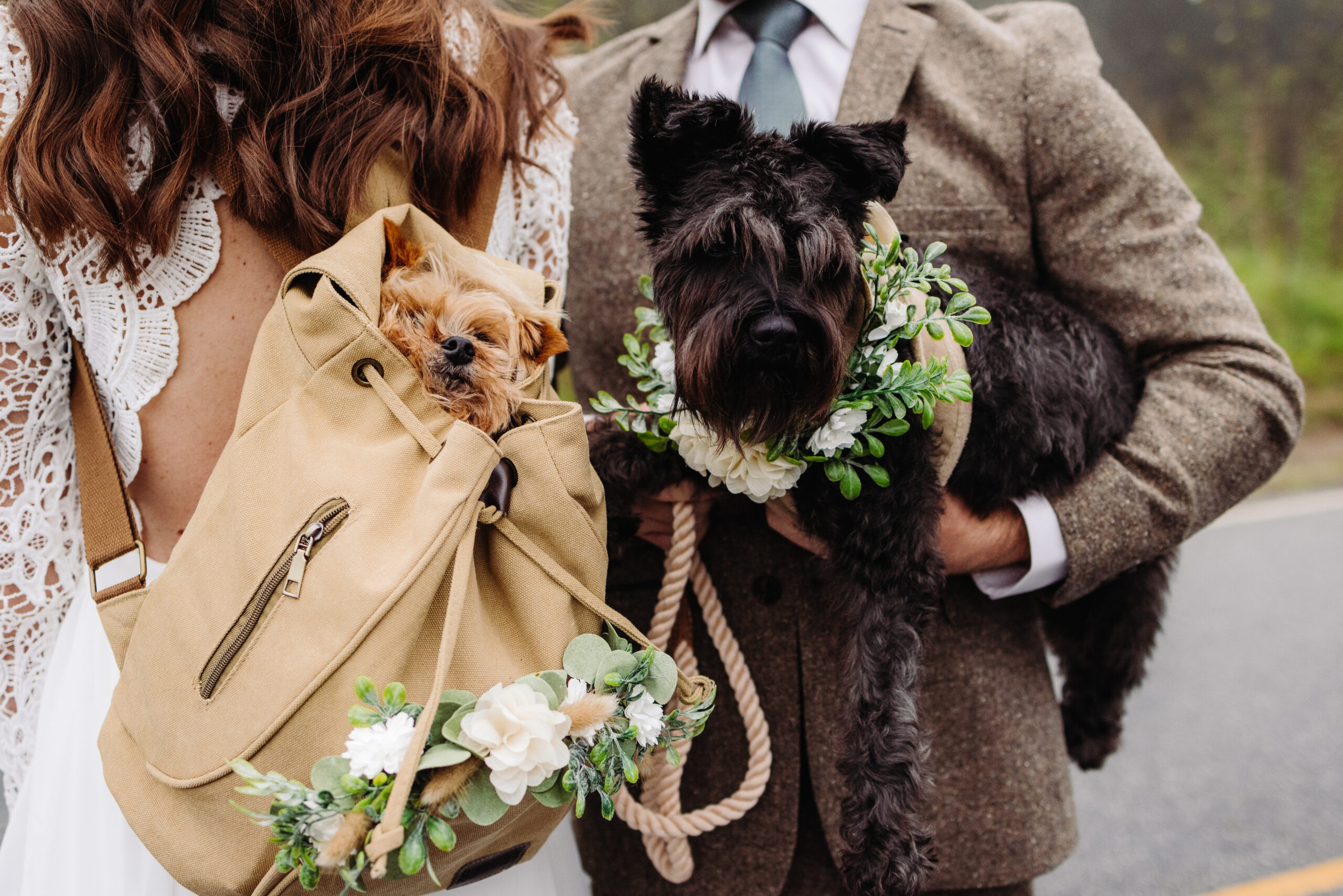 Asheville Spring Elopement photography _ walking with dogs in a basket ...